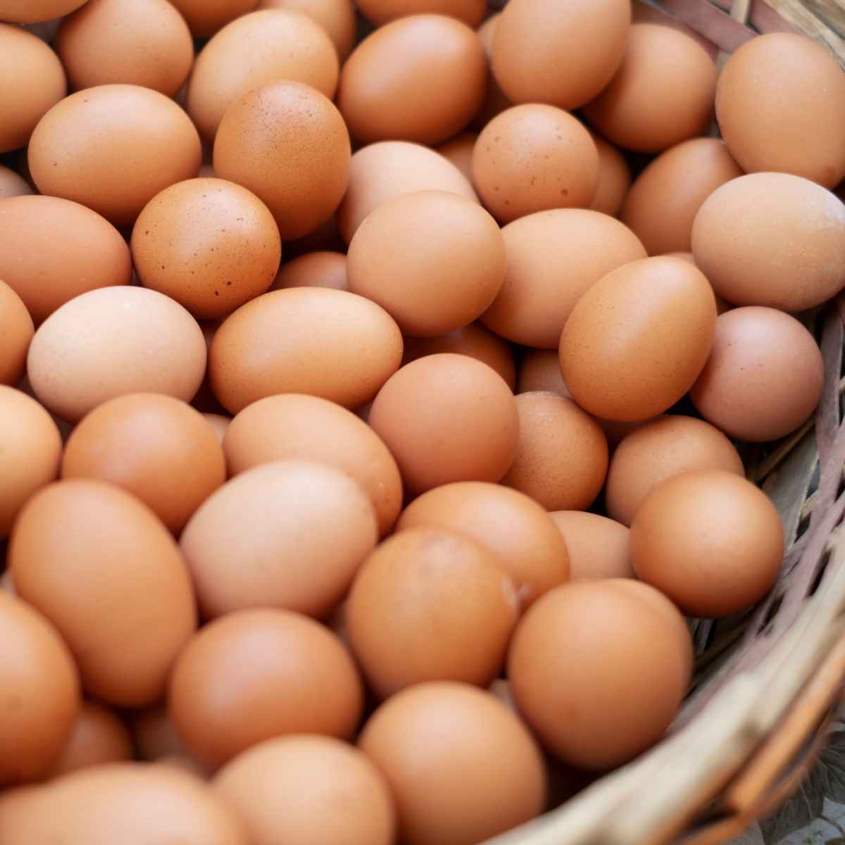 ChickExperts-Scientific Glass Works